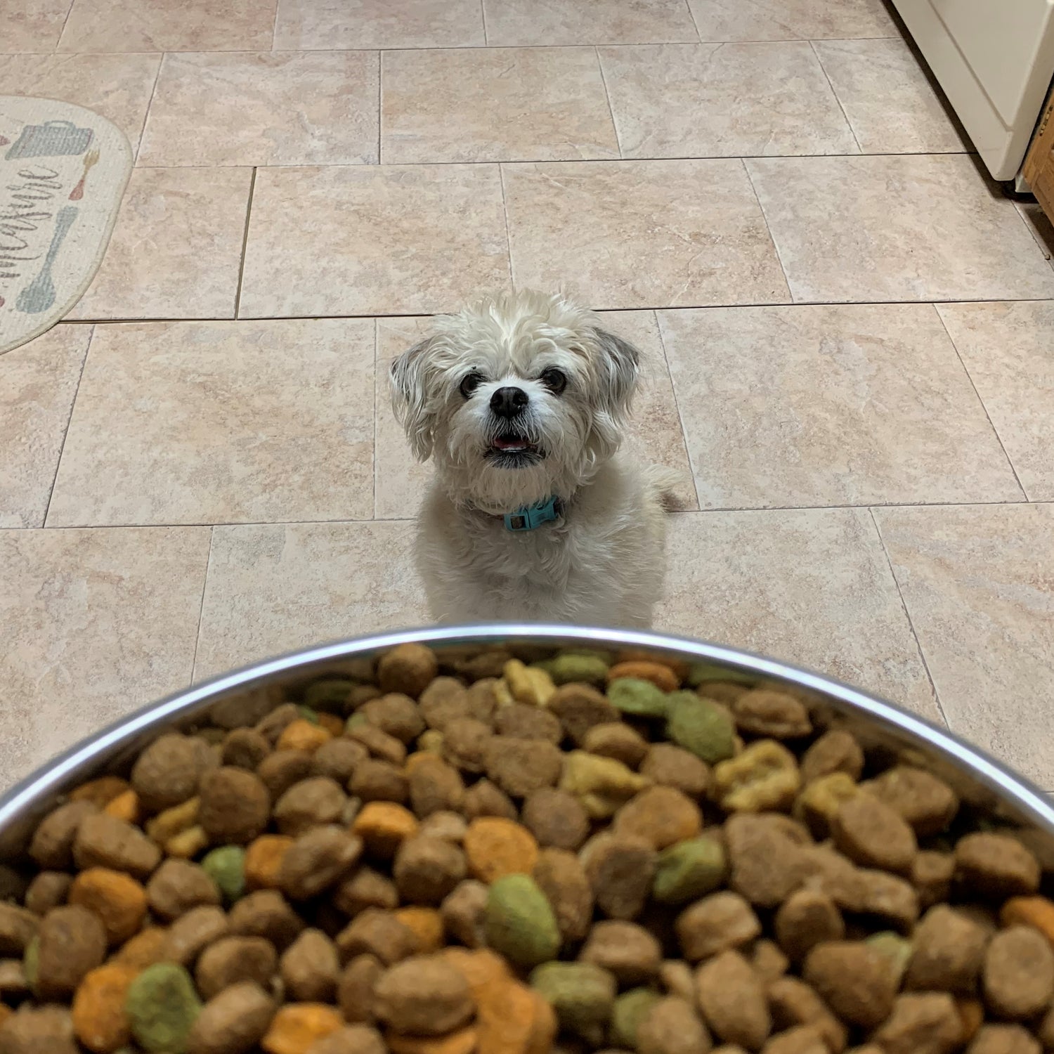 Learn from the Dogs - Ask for Help – CollegePress